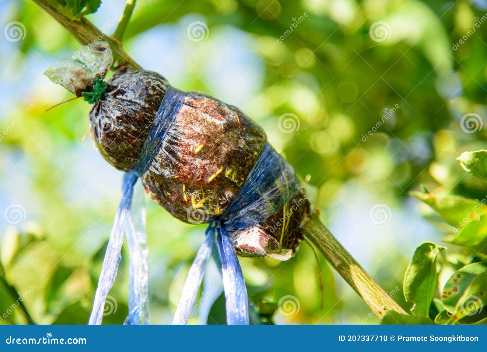 Graft on the Lemon Tree for Breed Stock Photo - Image of fruit ...