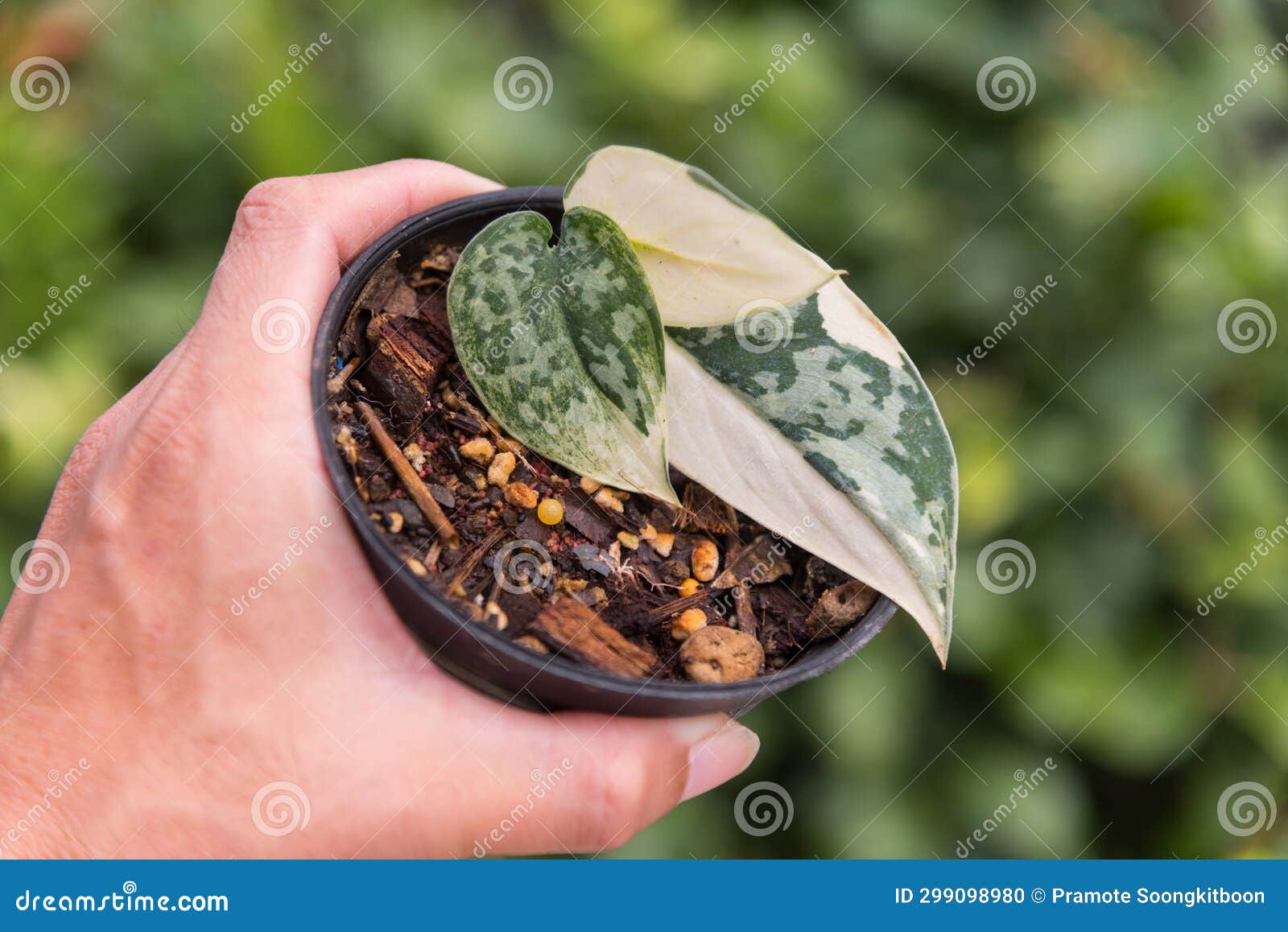 Leaf of Scindapsus Mayari in the Pot Stock Photo - Image of variegation ...
