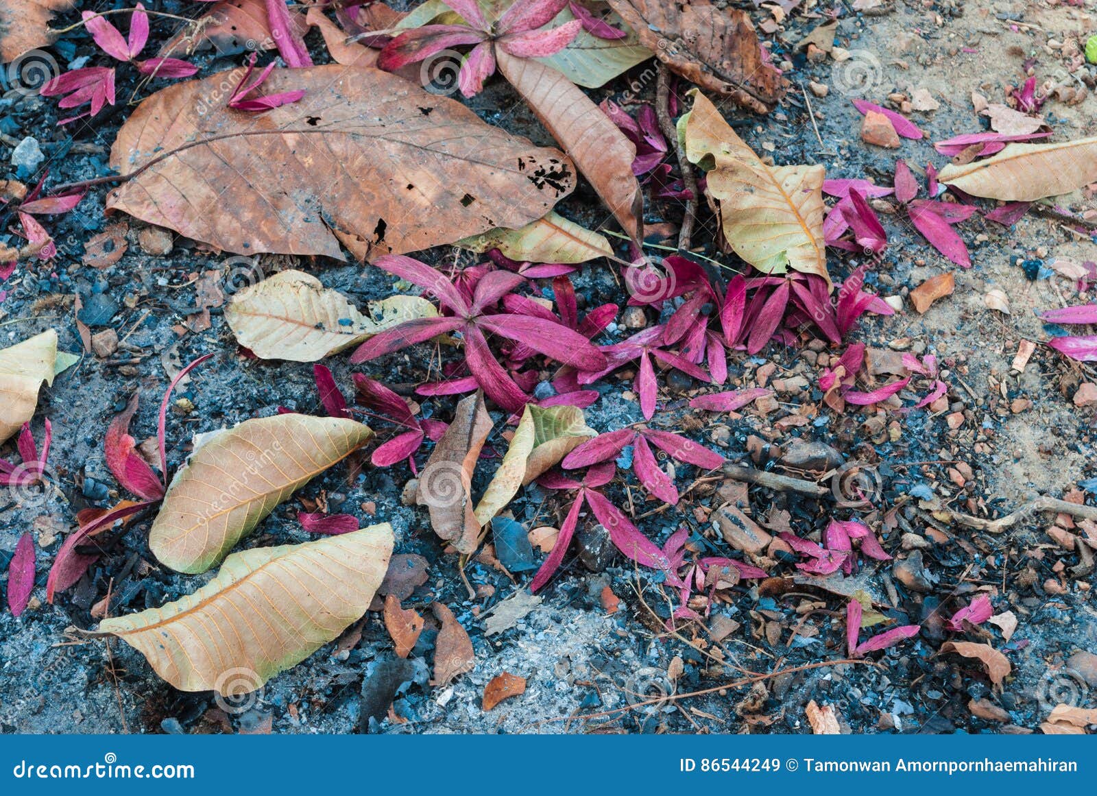 Closeup To Pile of Leaves and Flower Background Stock Image - Image of ...