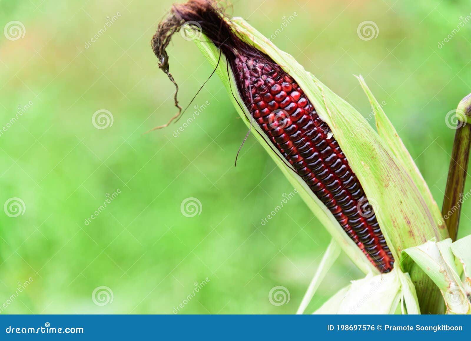 Purple corn on corn tree stock photo. Image of nature - 198697576