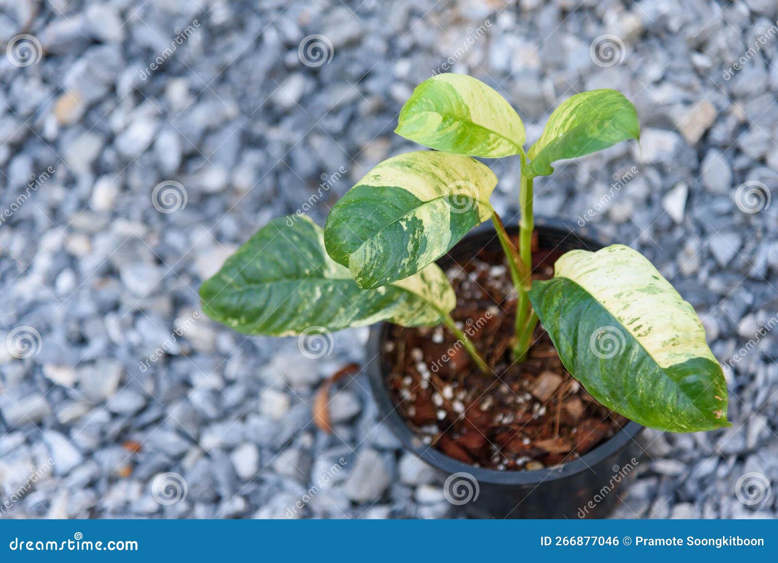 Rhaphidophora Puberula Variegated in the Pot Stock Photo - Image of ...