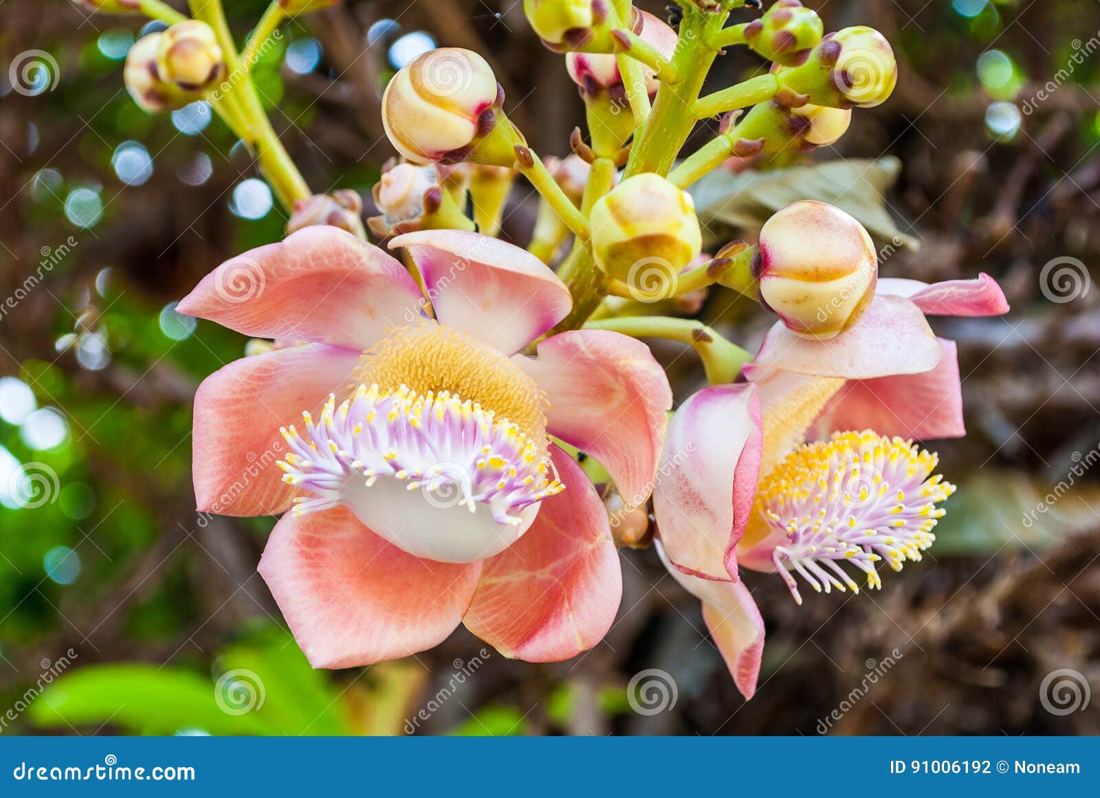 Closeup To Shala Flower, Cannonball Tree [Shorea Robusta] Stock Photo ...