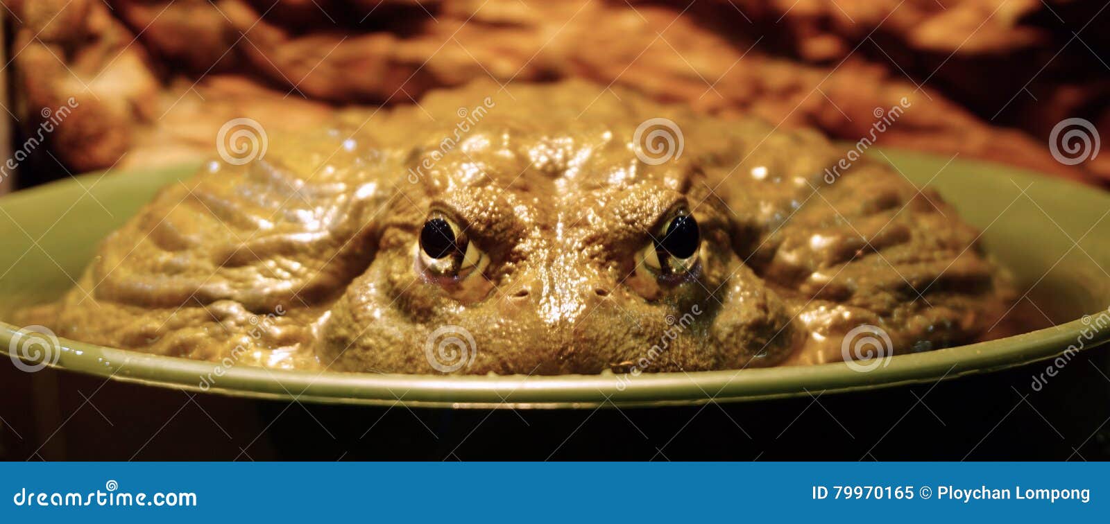 Closeup toad in bowl stock image. Image of grass, heinous - 79970165