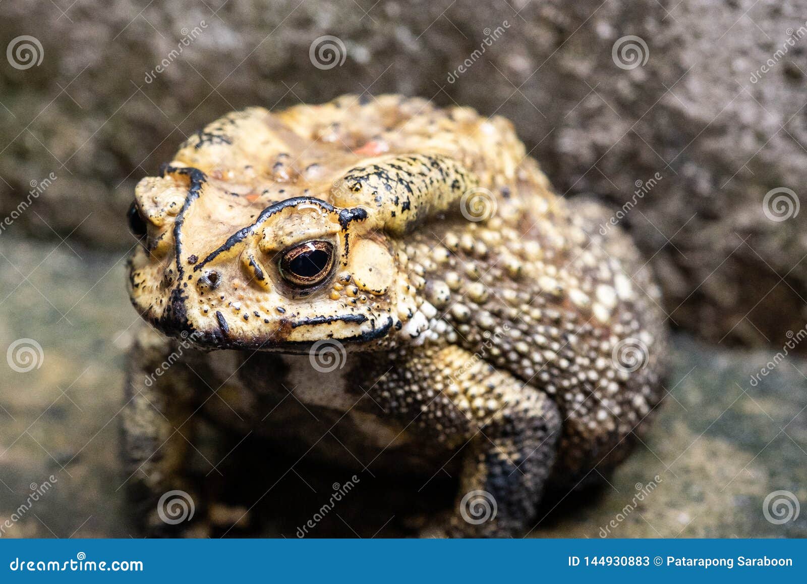 Toad is a Common Name for Certain Frogs Stock Image - Image of common ...