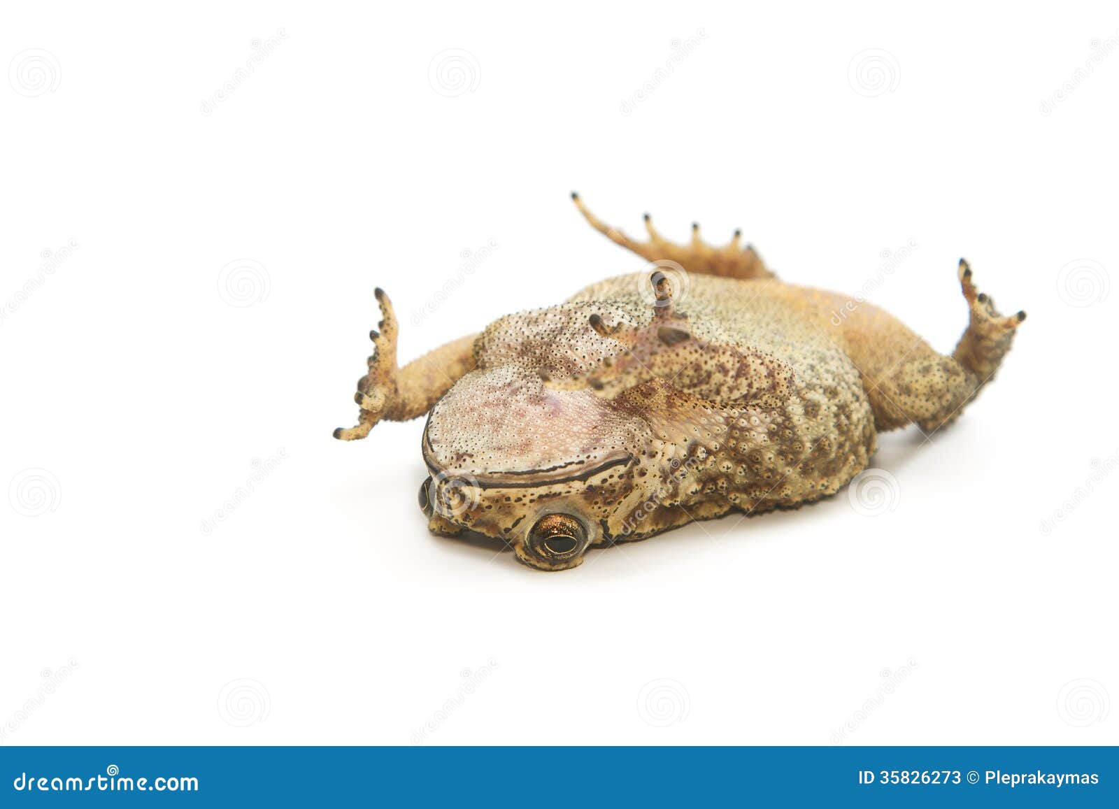 Closeup Toad Isolated on White Stock Image - Image of wildlife, brown ...