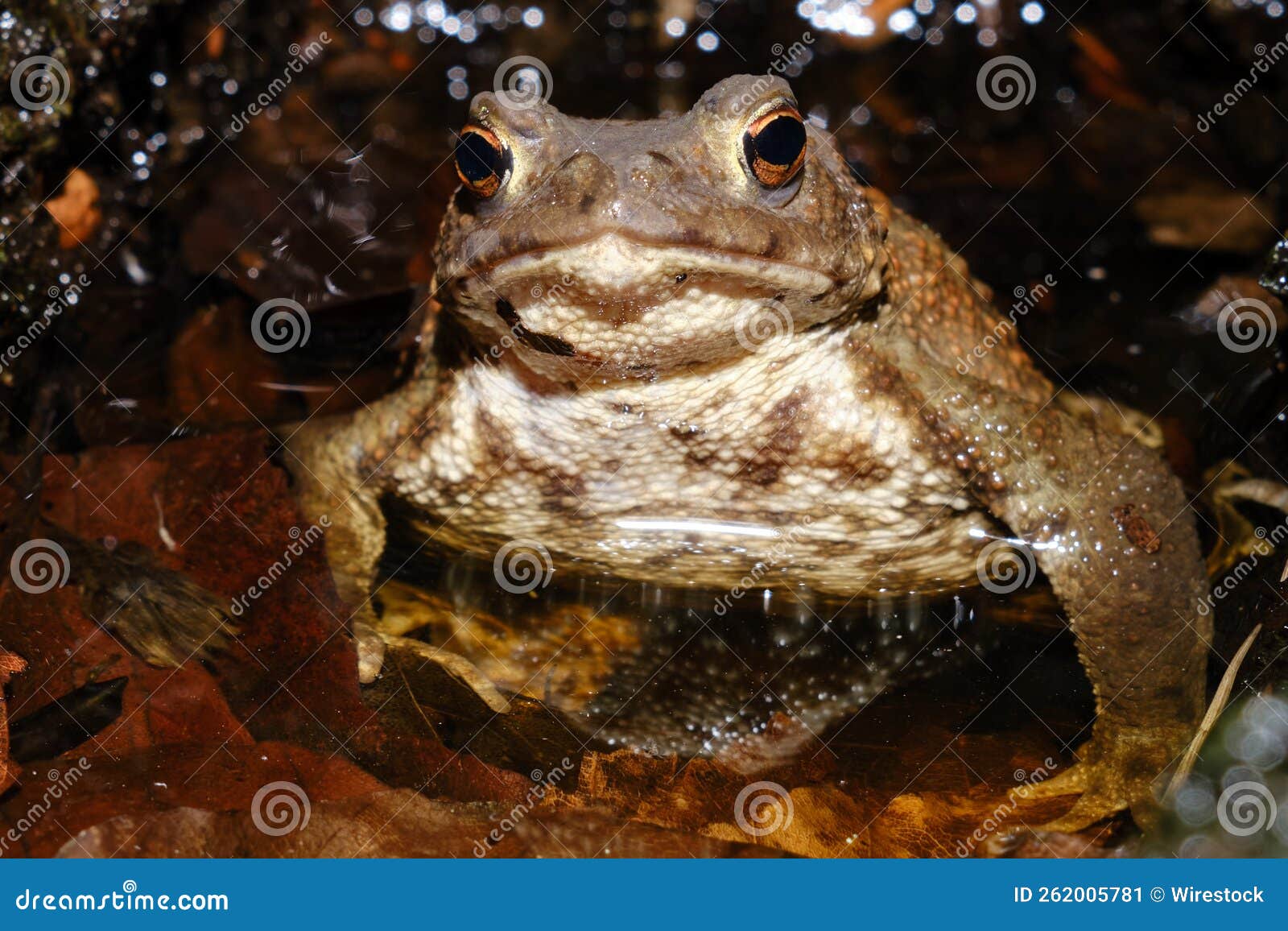 Closeup of a Toad with a Straight Face Sitting with His Half Body Under ...
