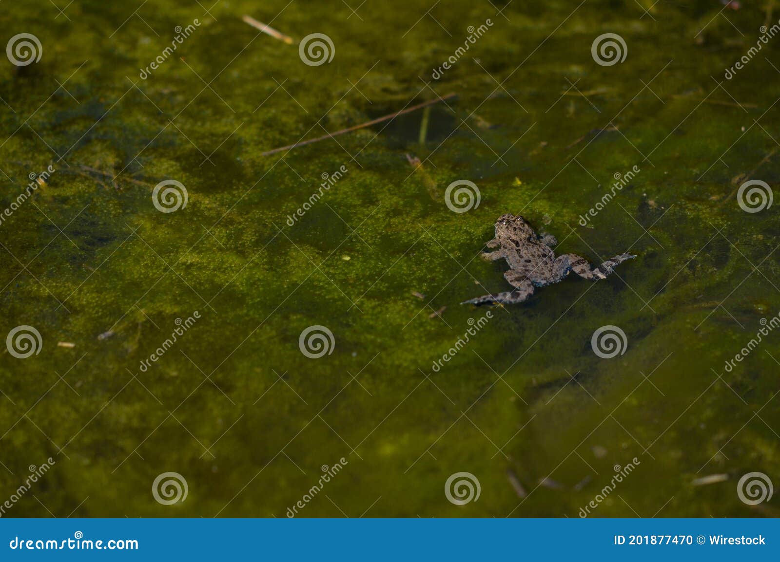 Closeup of a Toad Swimming in the Green Pond Stock Photo - Image of ...