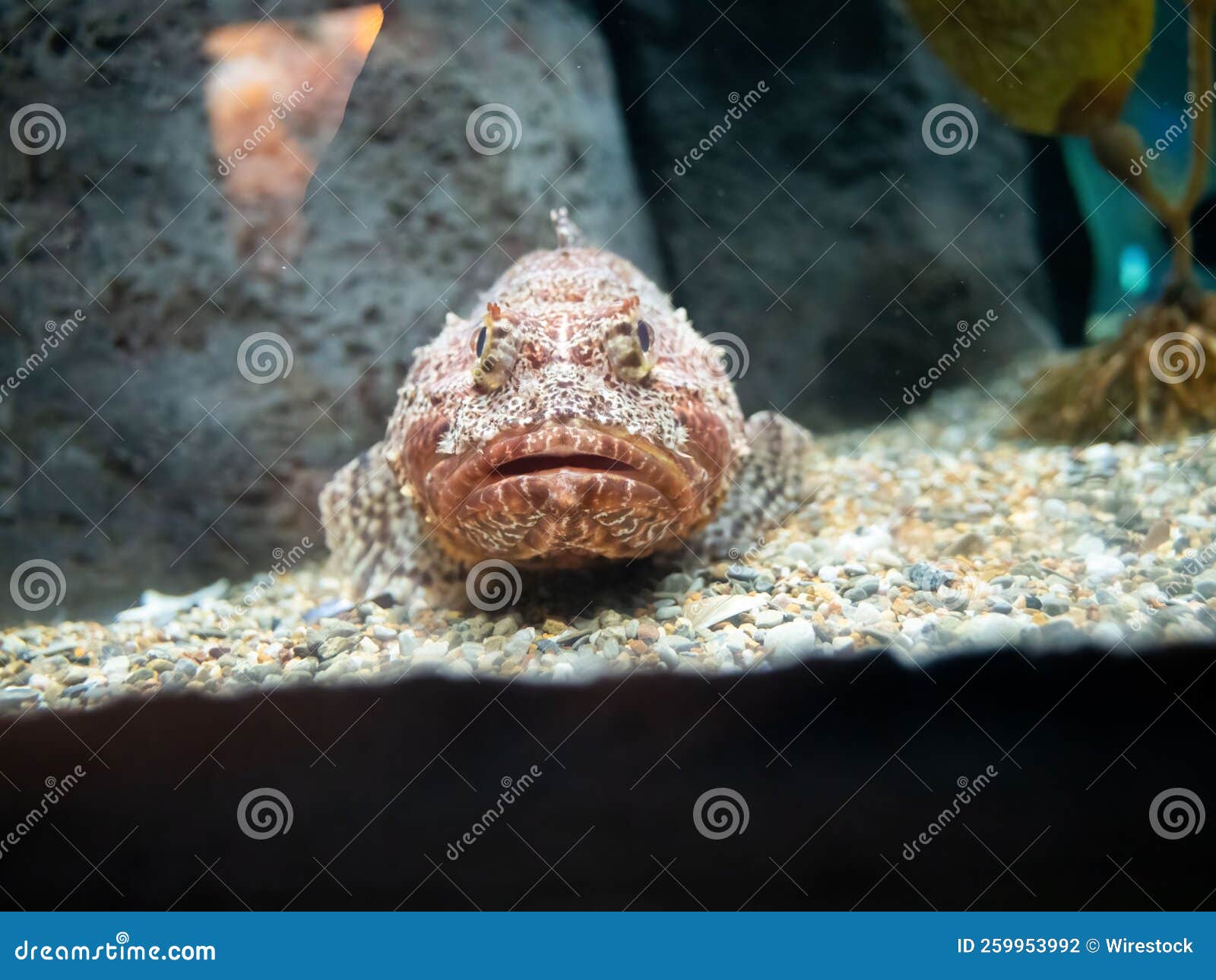 Closeup of a Toadfish Underwater Stock Photo - Image of aquarium, fluid ...