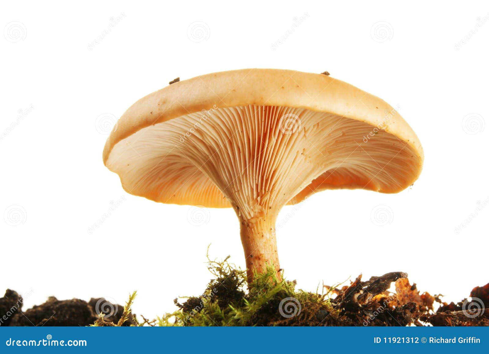 Closeup of toadstool stock photo. Image of moss, fungi - 11921312