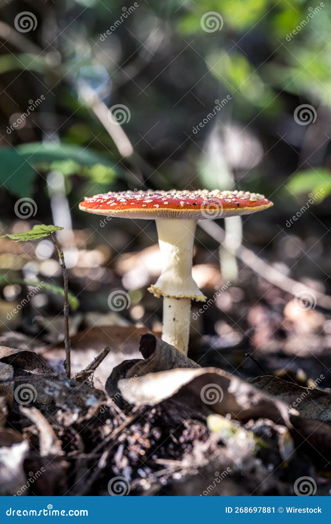 Closeup of a Toadstool in the Forest with Some Leaves on the Ground ...