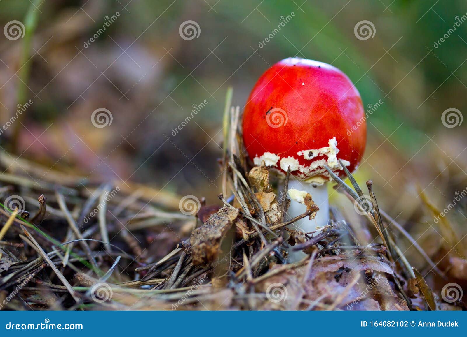 Closeup of toadstool stock photo. Image of toadstool - 164082102