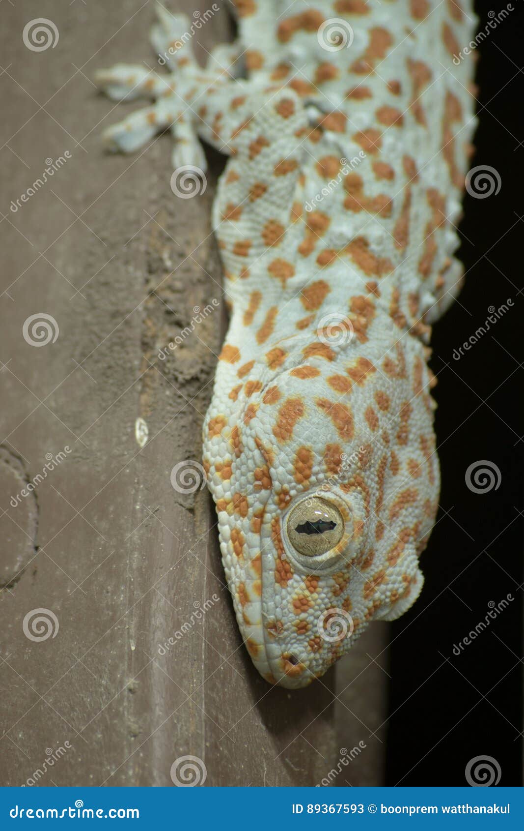 Closeup of a Tokay Gecko stock image. Image of gecko - 89367593