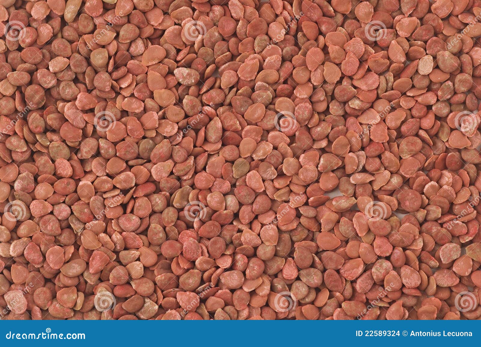 Closeup of tomato seed stock photo. Image of organic - 22589324