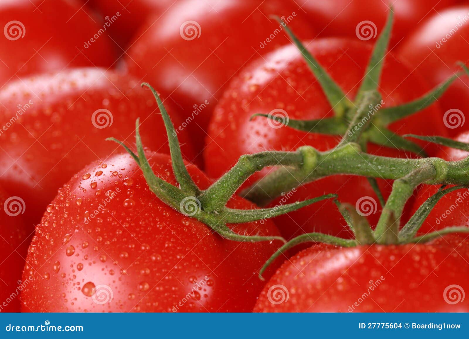 Closeup of Tomatoes with Water Drops Stock Photo - Image of vegetable ...