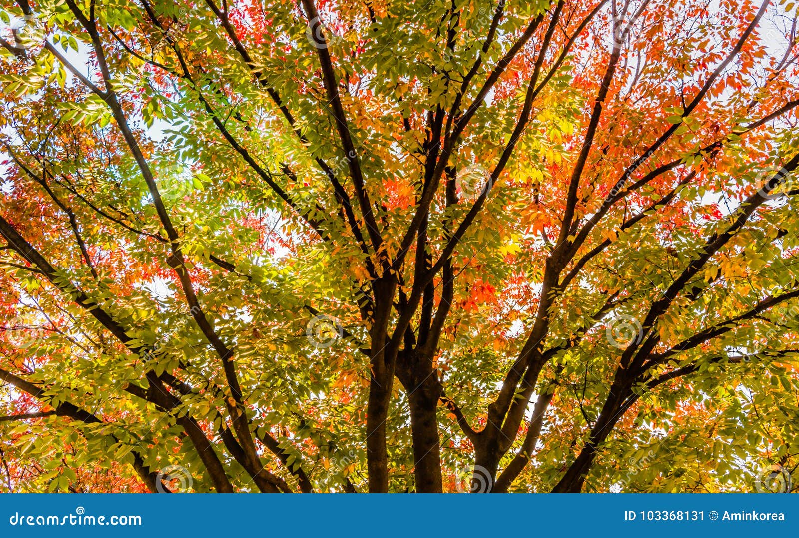 Tree with Leaves in Fall Colors of Red, Orange and Yellow Stock Image ...