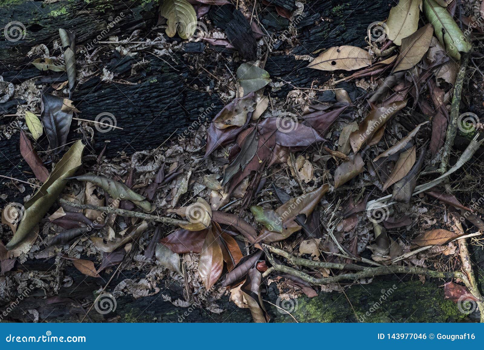 Closeup Top View of Dead Jungle Tree Stock Photo - Image of view, bark ...