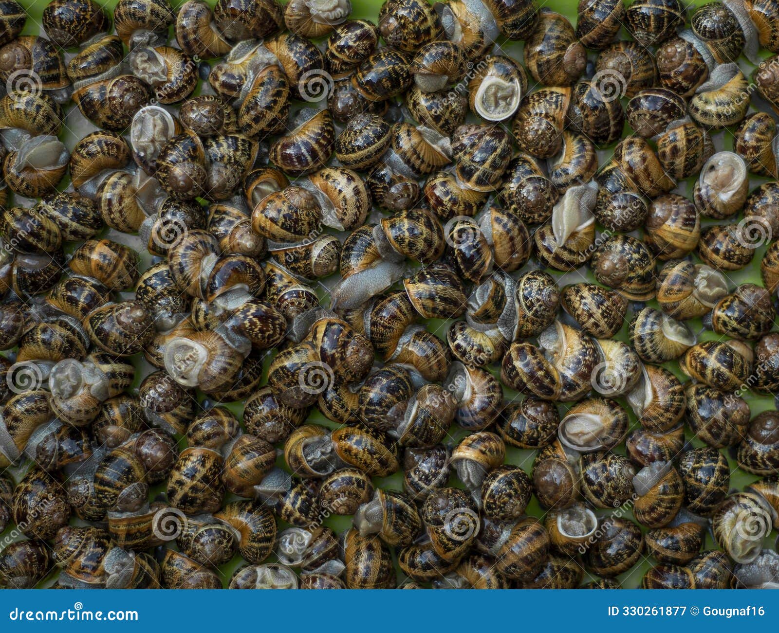 Closeup Top View of Live Snails. Stock Image - Image of france, brown ...