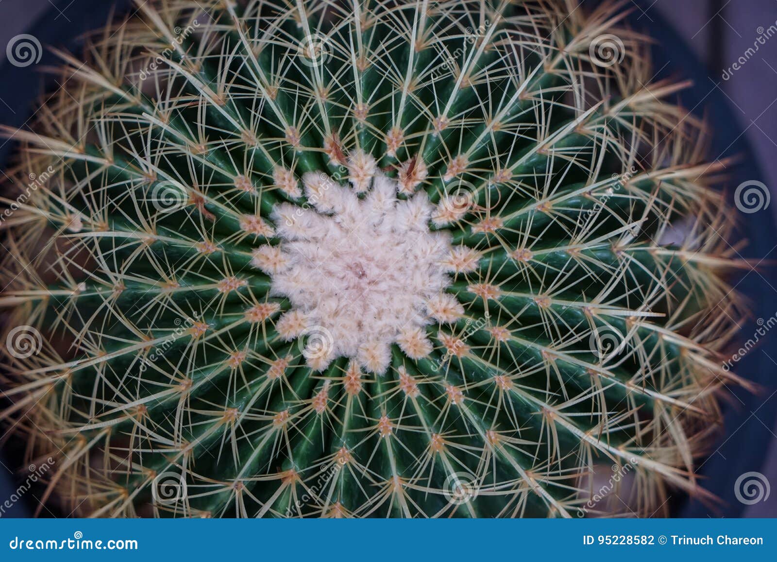 Closeup Top View of Round Shape Cactus with Spines and White Fine Wool ...