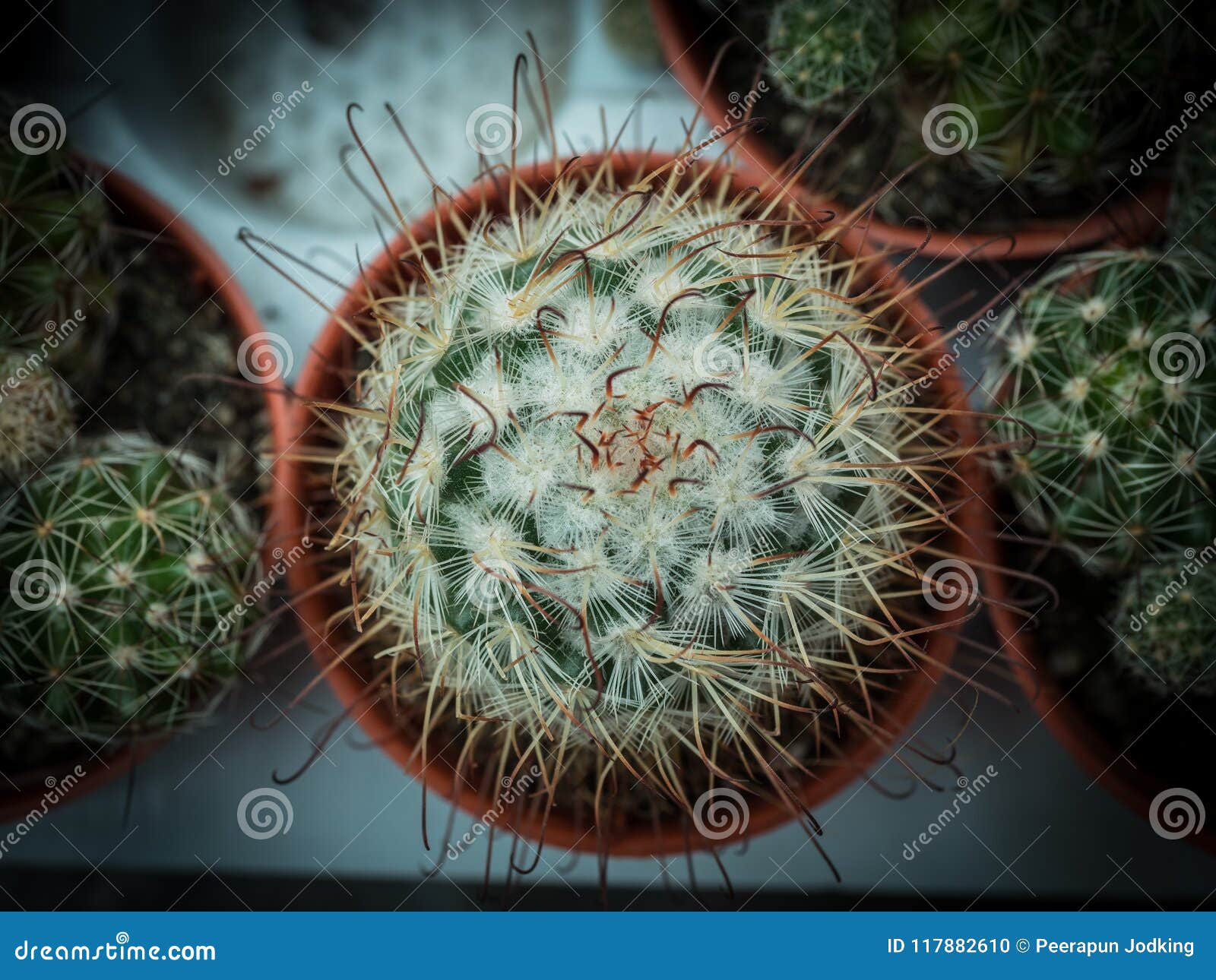 Top-view Shot on Blooming Round Shaped Cactus. Stock Photo - Image of ...