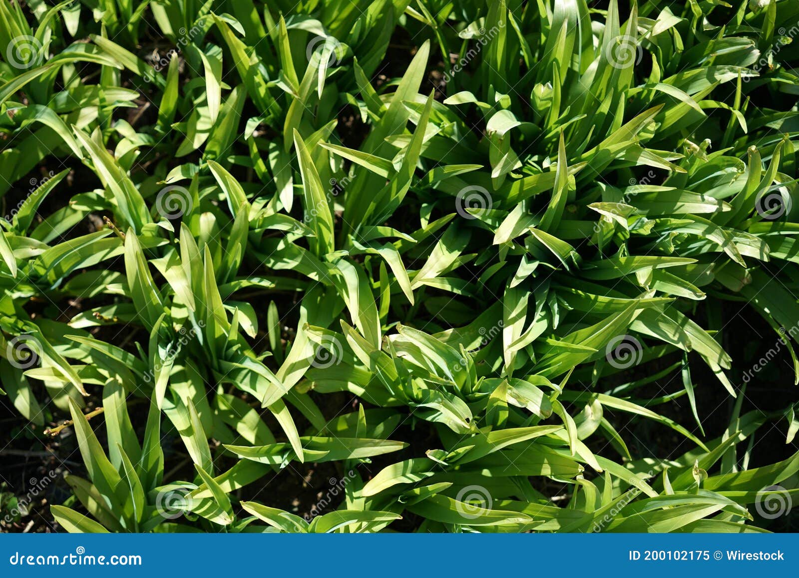 Closeup Top View Shot Of Growing Grass Stock Image Image Of Outdoors Closeup 200102175