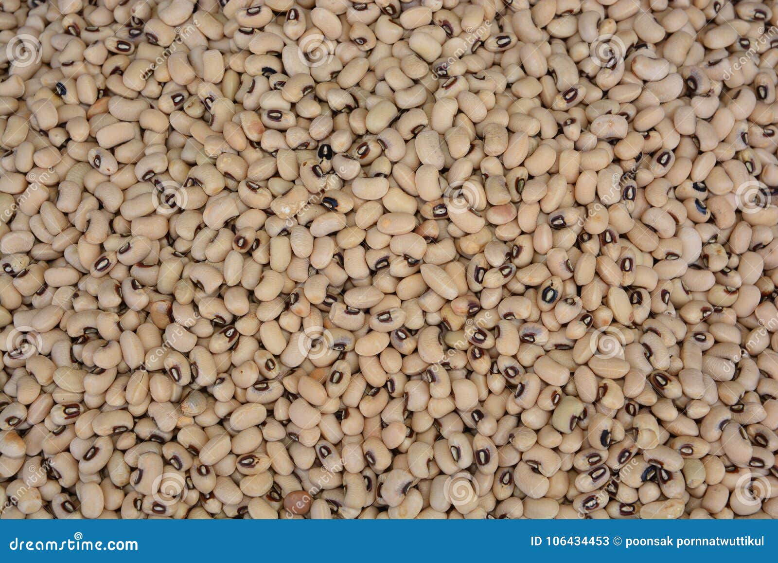 Closeup and Top View Shot of Navy Bean Texture. Stock Image - Image of ...