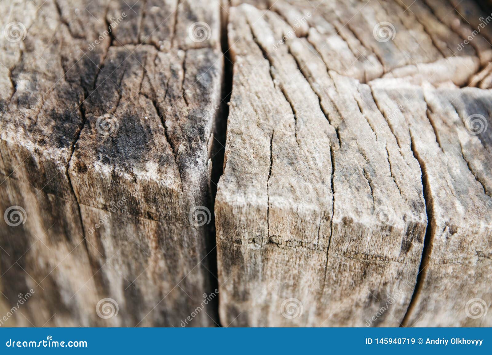 A Closeup Top View Shot of a an Old Tree Stump. Lines and Patterns ...