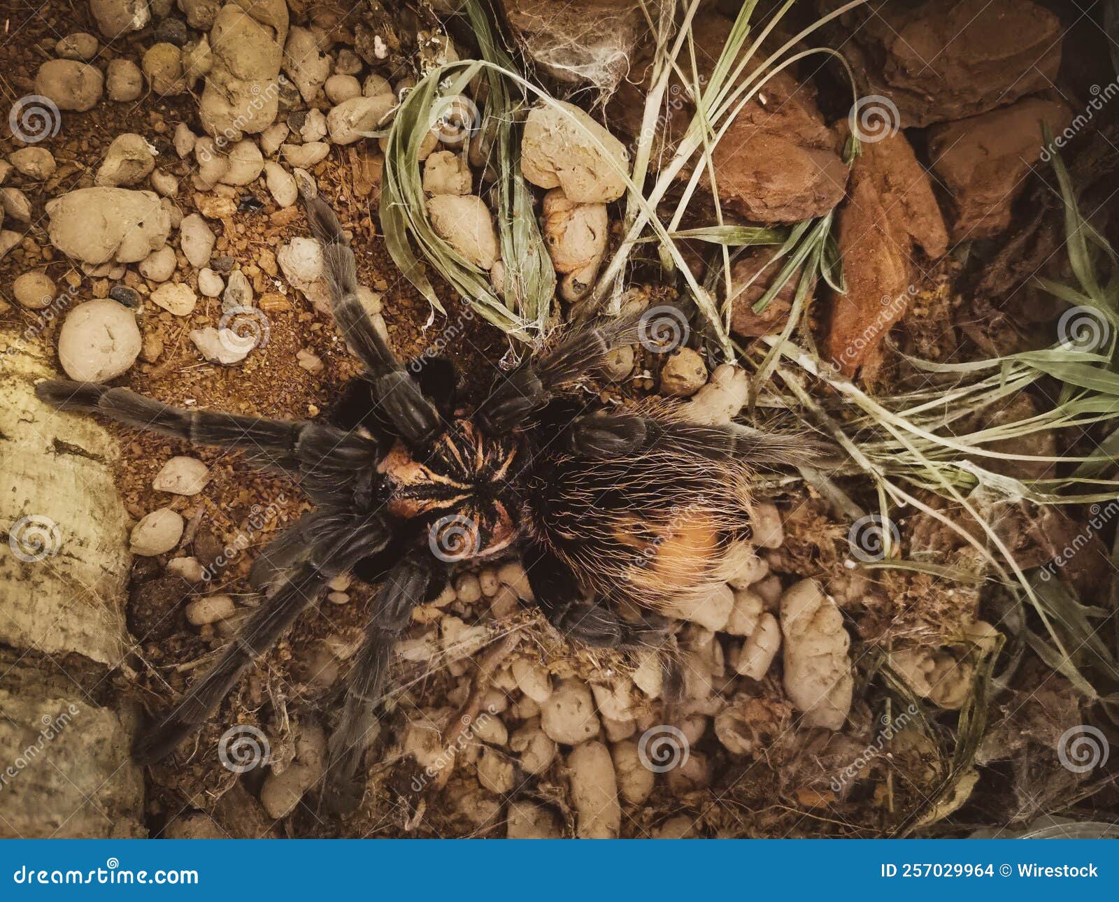 Closeup Top View of a Tarantula Stock Photo - Image of wild, skin ...