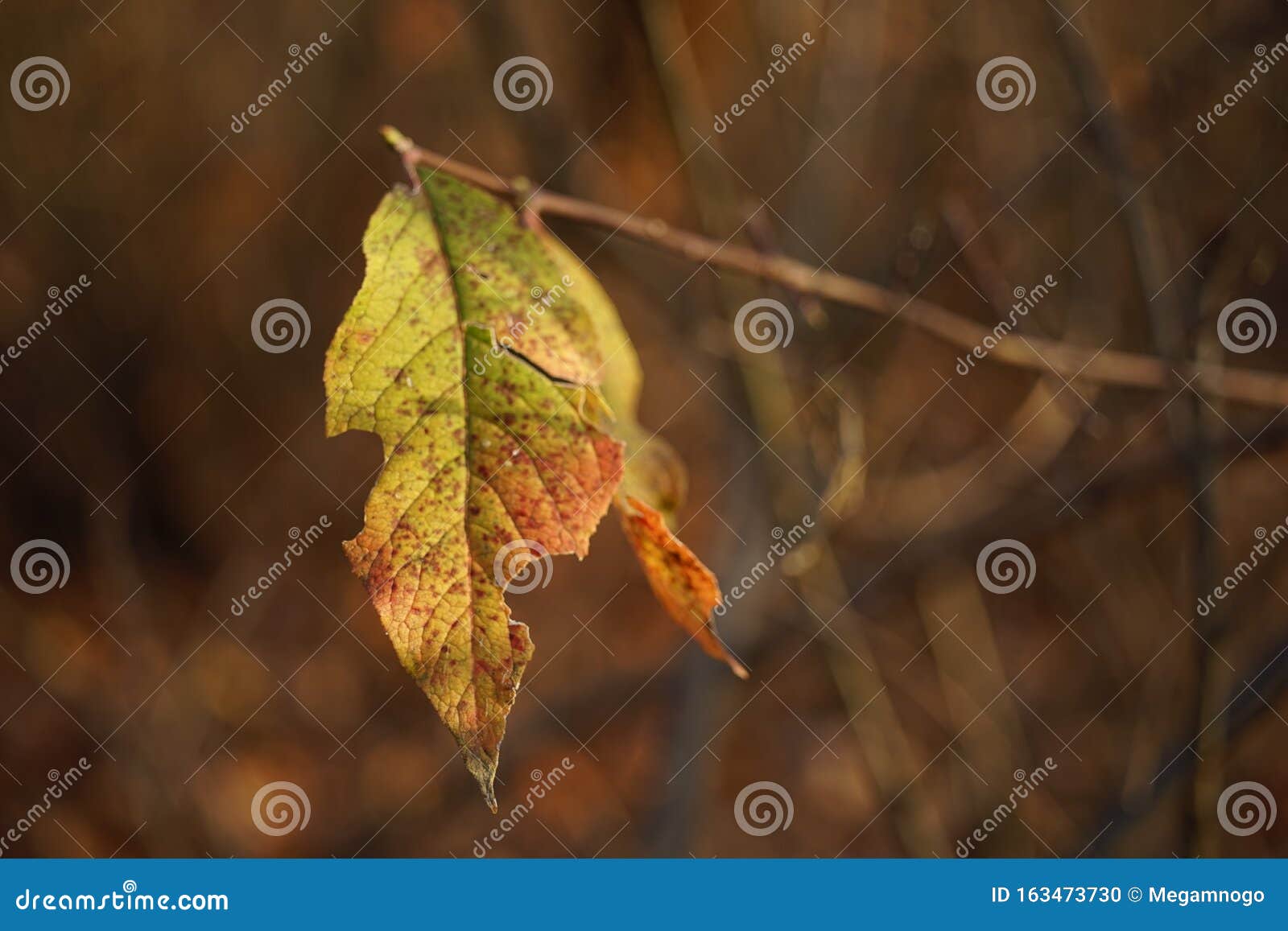 Closeup Torn Autumn Leaf in Sunny Forest Stock Photo - Image of light ...