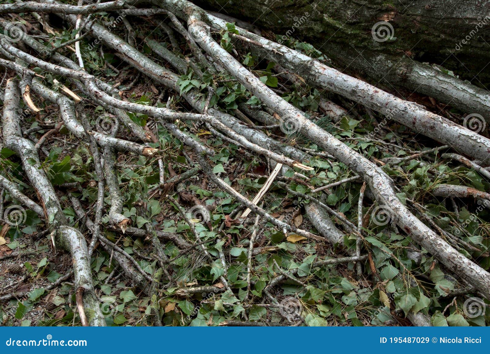 Closeup of Torn Branches of a Fallen Tree on the Ground Stock Image ...