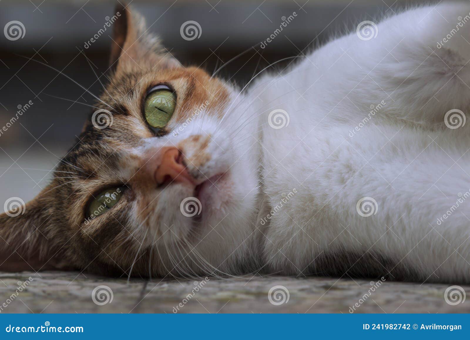 Closeup of a Tortoise Shell Cat Laying Down on the Floor. Stock Photo ...
