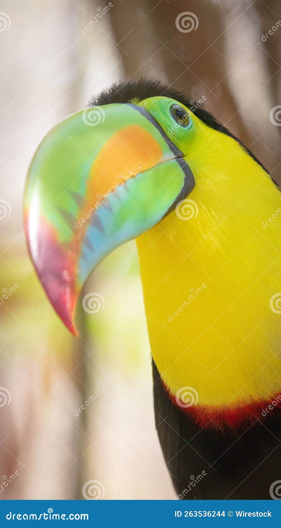 Closeup of a Toucan in the Colombian Bird Sanctuary. Stock Photo ...