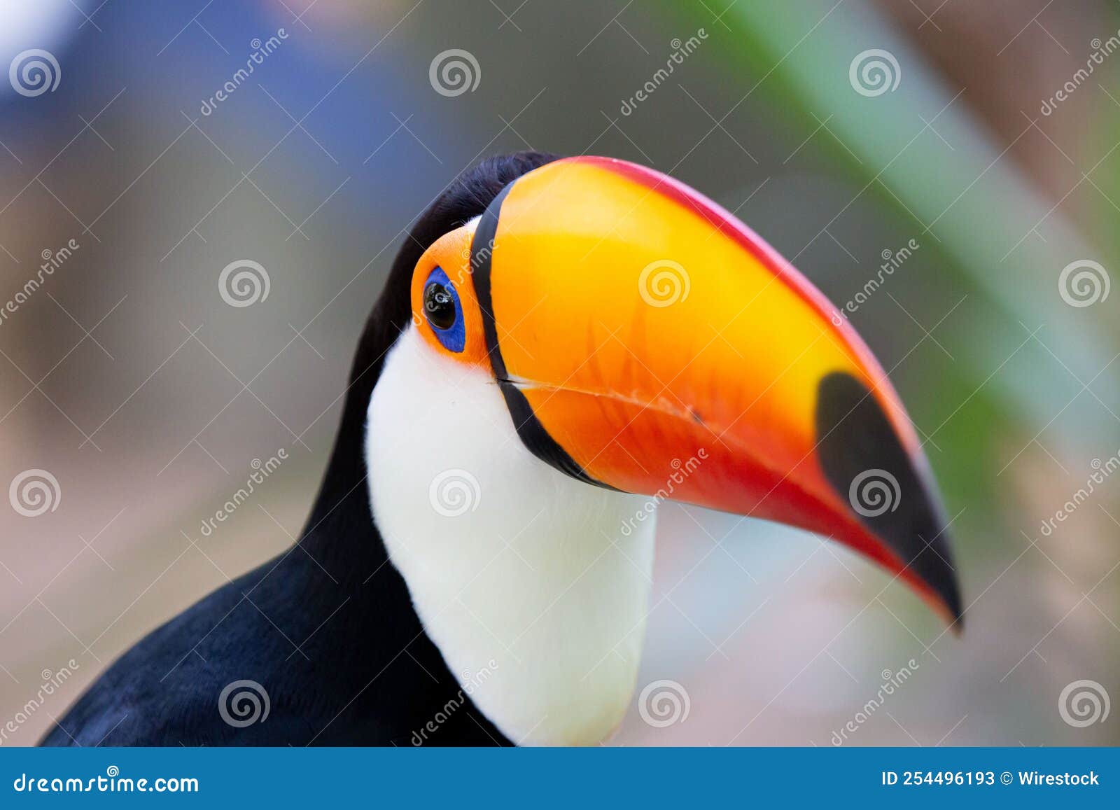 Closeup of Toucan Head Isolated in Blurred Backgroud Stock Image ...