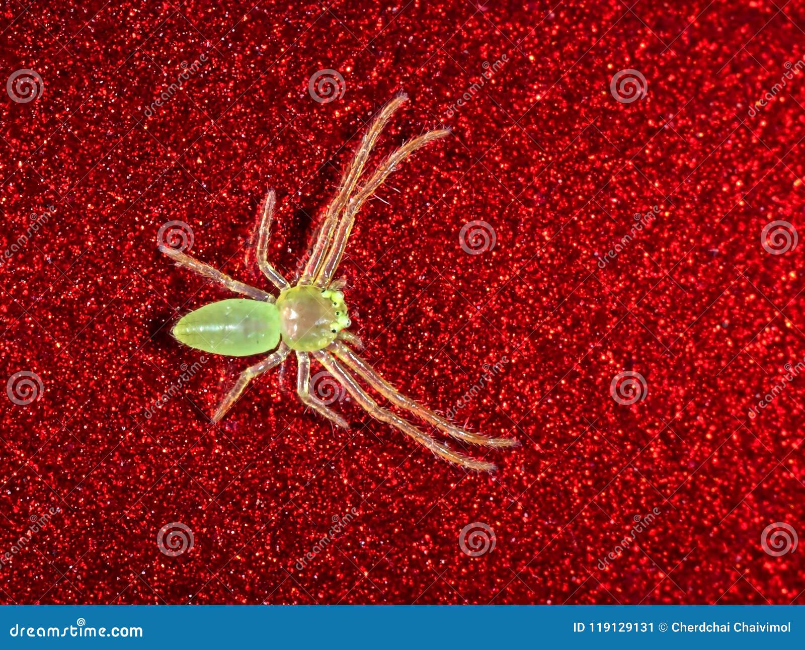 Transparent Spider on Red Background Stock Image - Image of fear ...