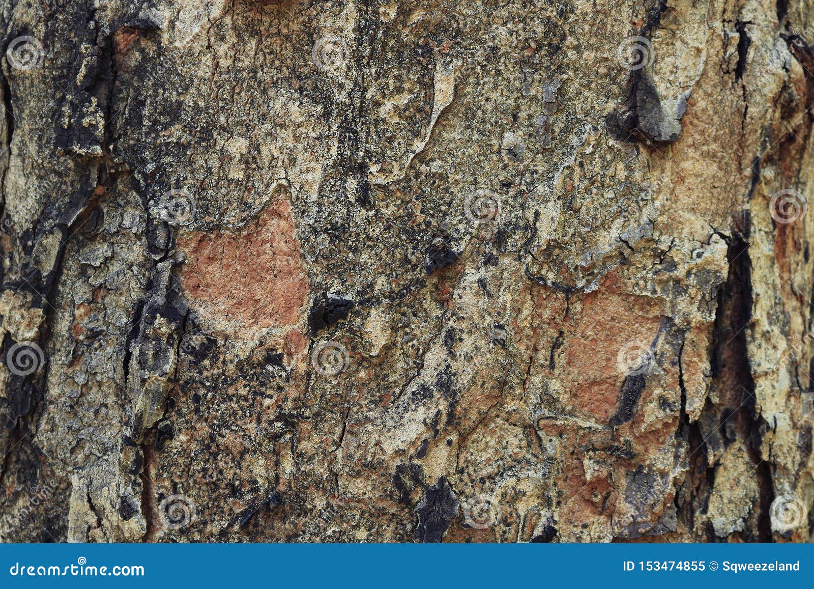 Closeup of Tree Bark Background Stock Image - Image of tree, wallpaper ...
