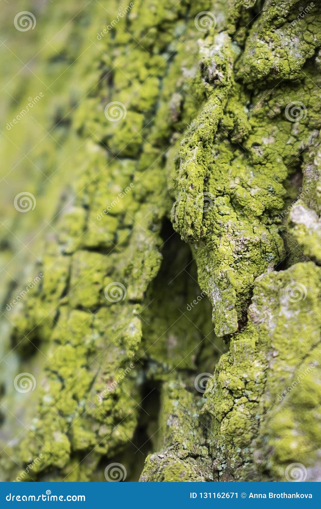 Closeup of a Bark Covered with Moss, Macro View with Selective Focus ...