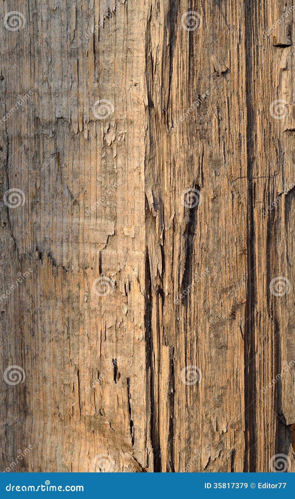 Closeup tree bark stock image. Image of plants, backgrounds - 35817379