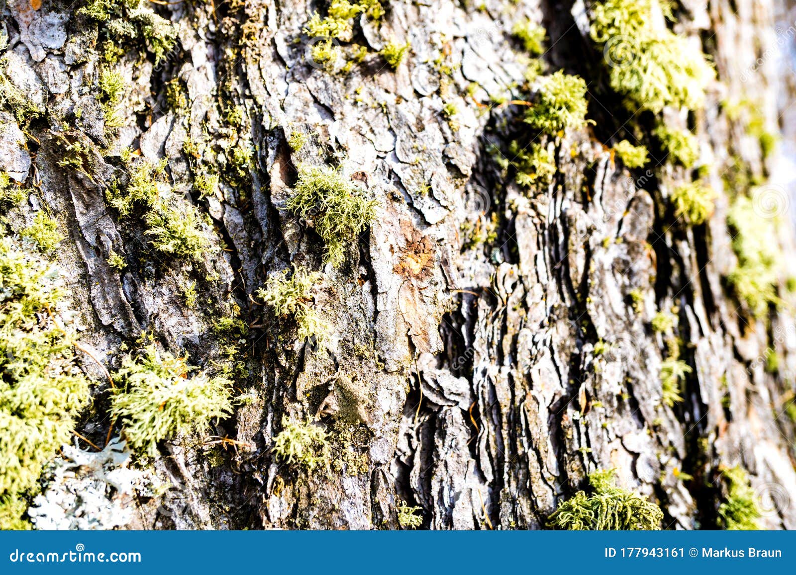 Closeup of a Tree Bark with Moss Stock Image - Image of brown, moss ...
