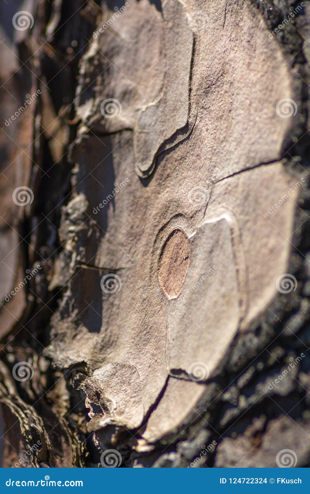 Closeup of a Tree Bark, Shallow Depth of Field Stock Photo - Image of ...