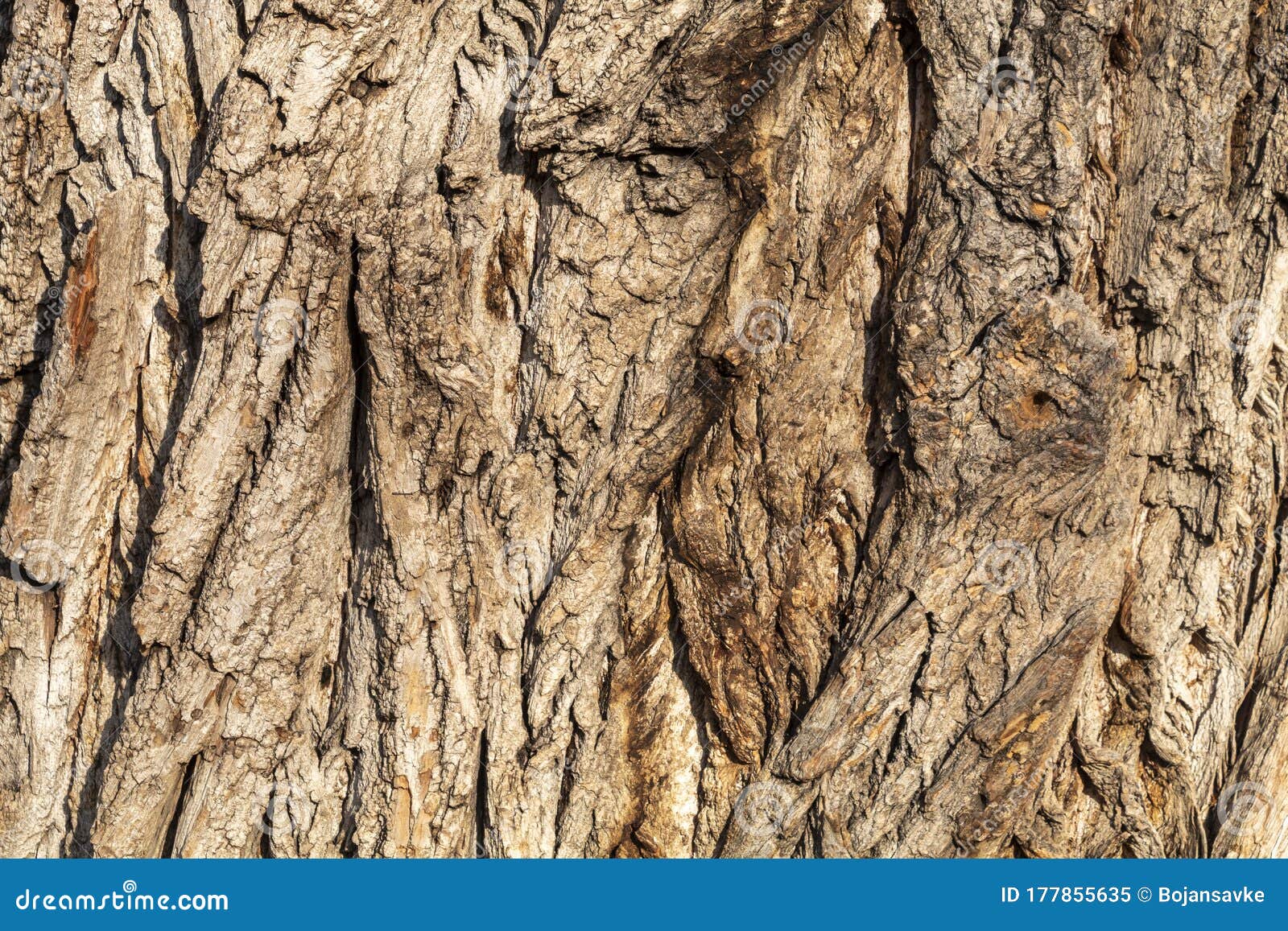 Closeup Tree Bark Texture for Background or Overlay Stock Image - Image ...