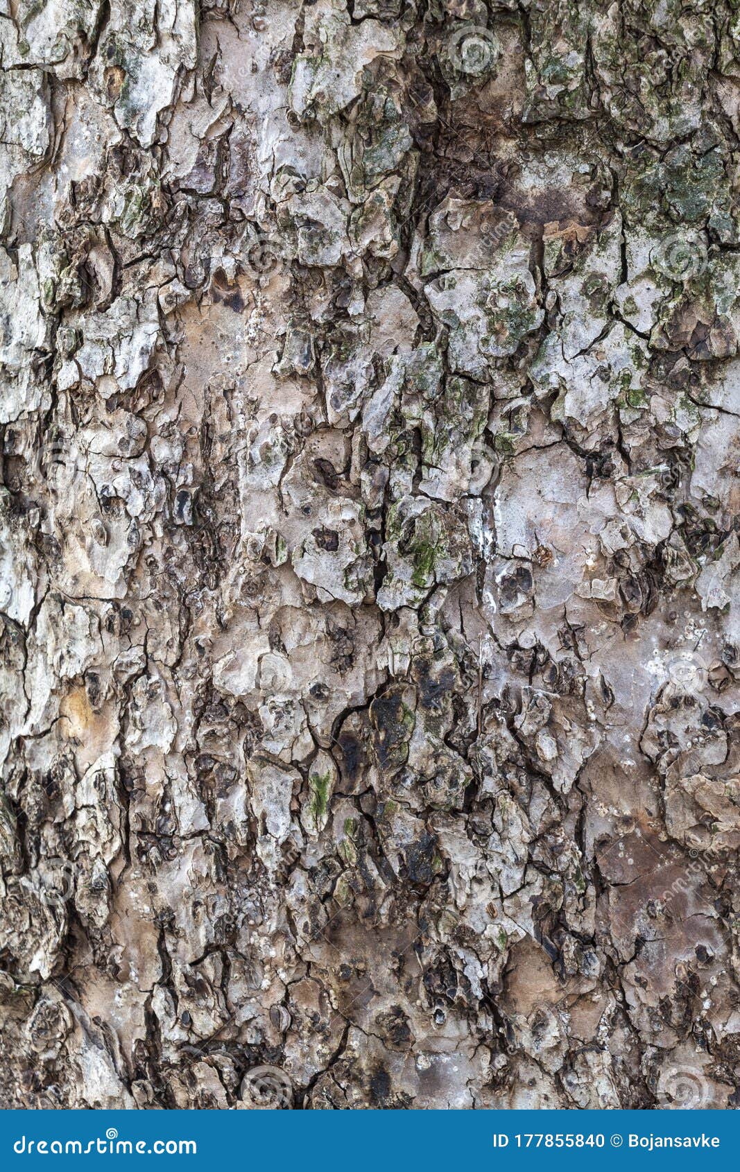 Closeup Tree Bark Texture for Background or Overlay Stock Photo - Image ...