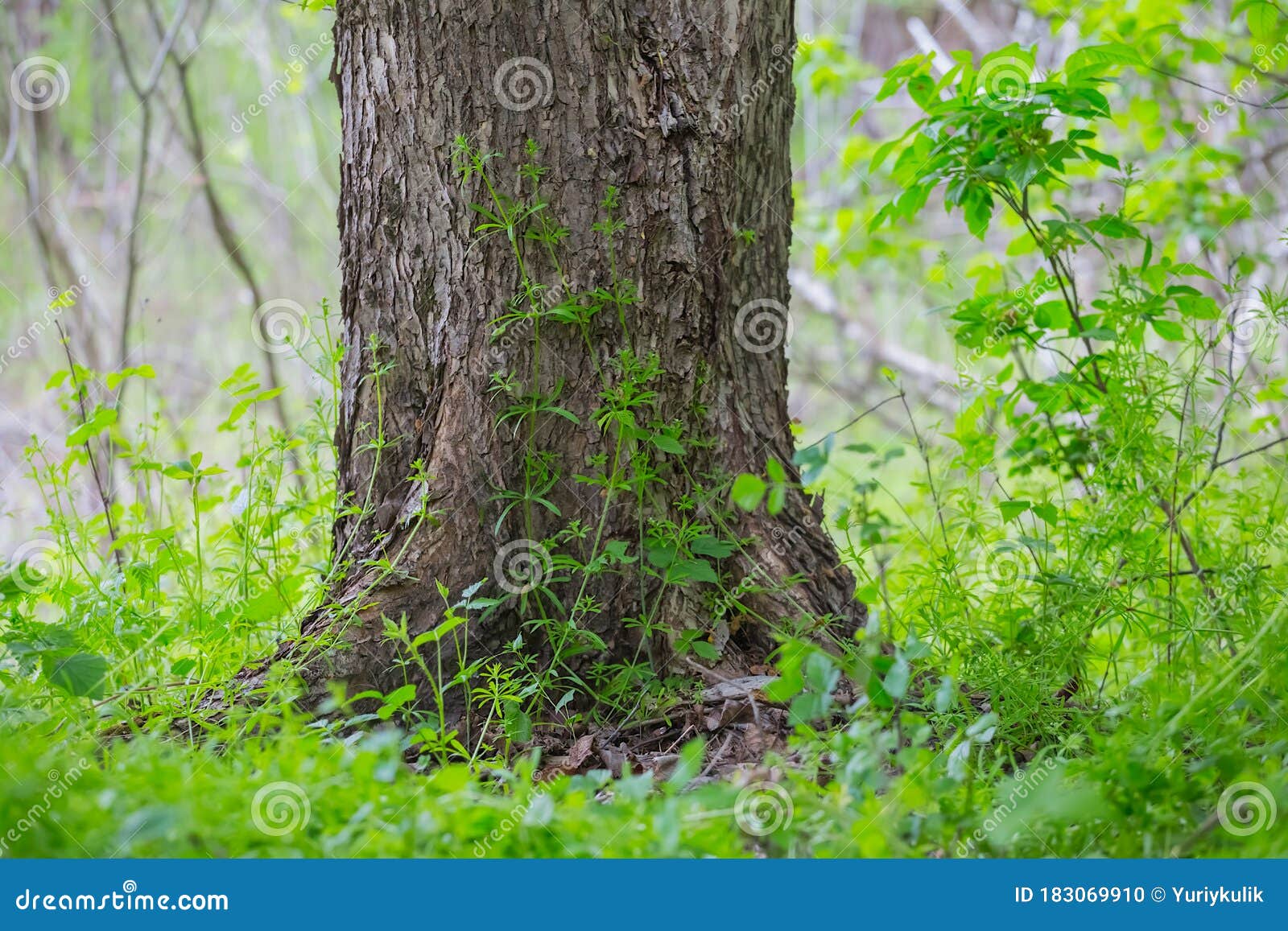 Closeup Tree Barrel Growth in a Green Forest Stock Photo - Image of ...