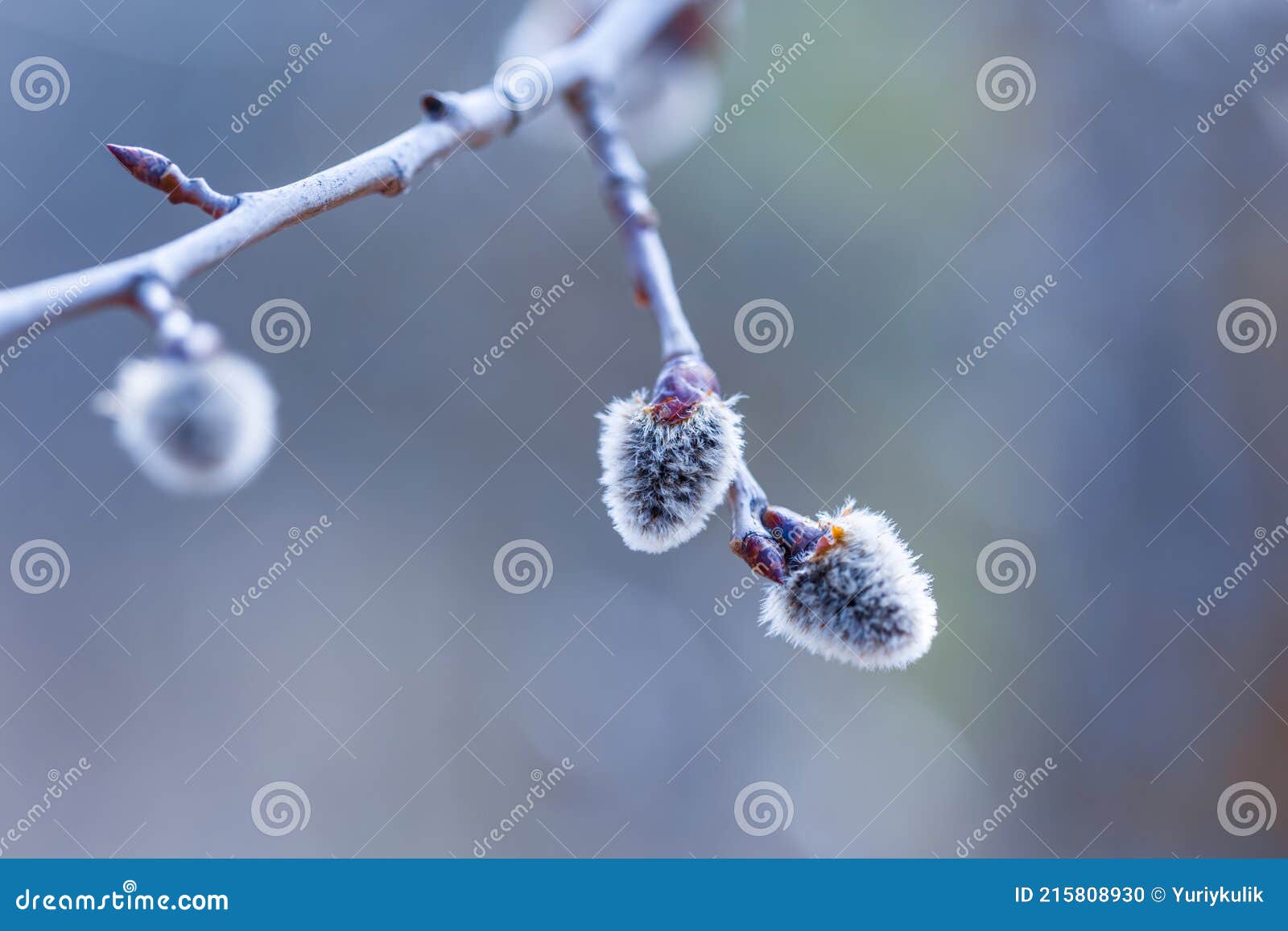 Closeup Tree Branch in Blossom Stock Photo - Image of recreation ...