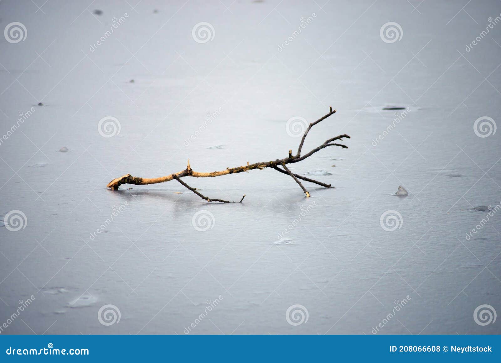 Tree Branch Fallen on a Frozen River Stock Photo - Image of branch ...