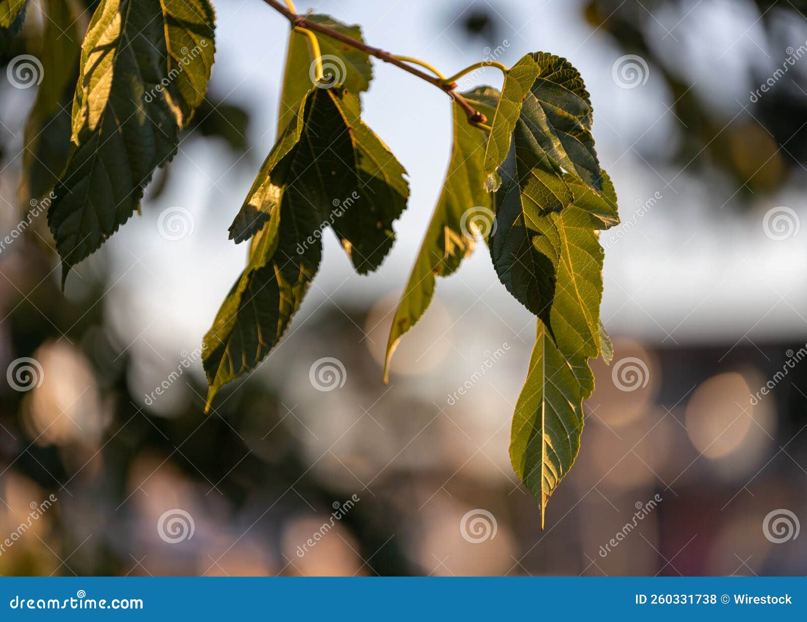 Closeup of Tree Branch with Leaves Stock Photo - Image of outdoors ...