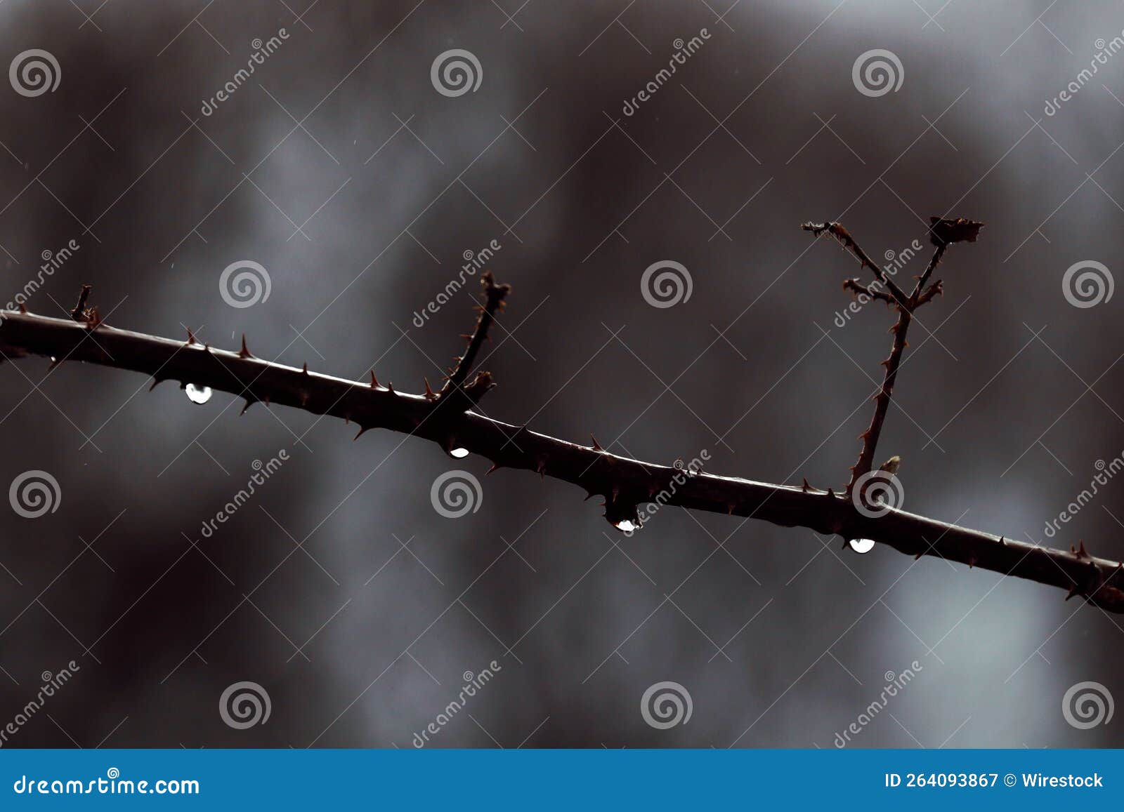 Closeup of a Tree Branch after Rain Stock Image - Image of plant ...