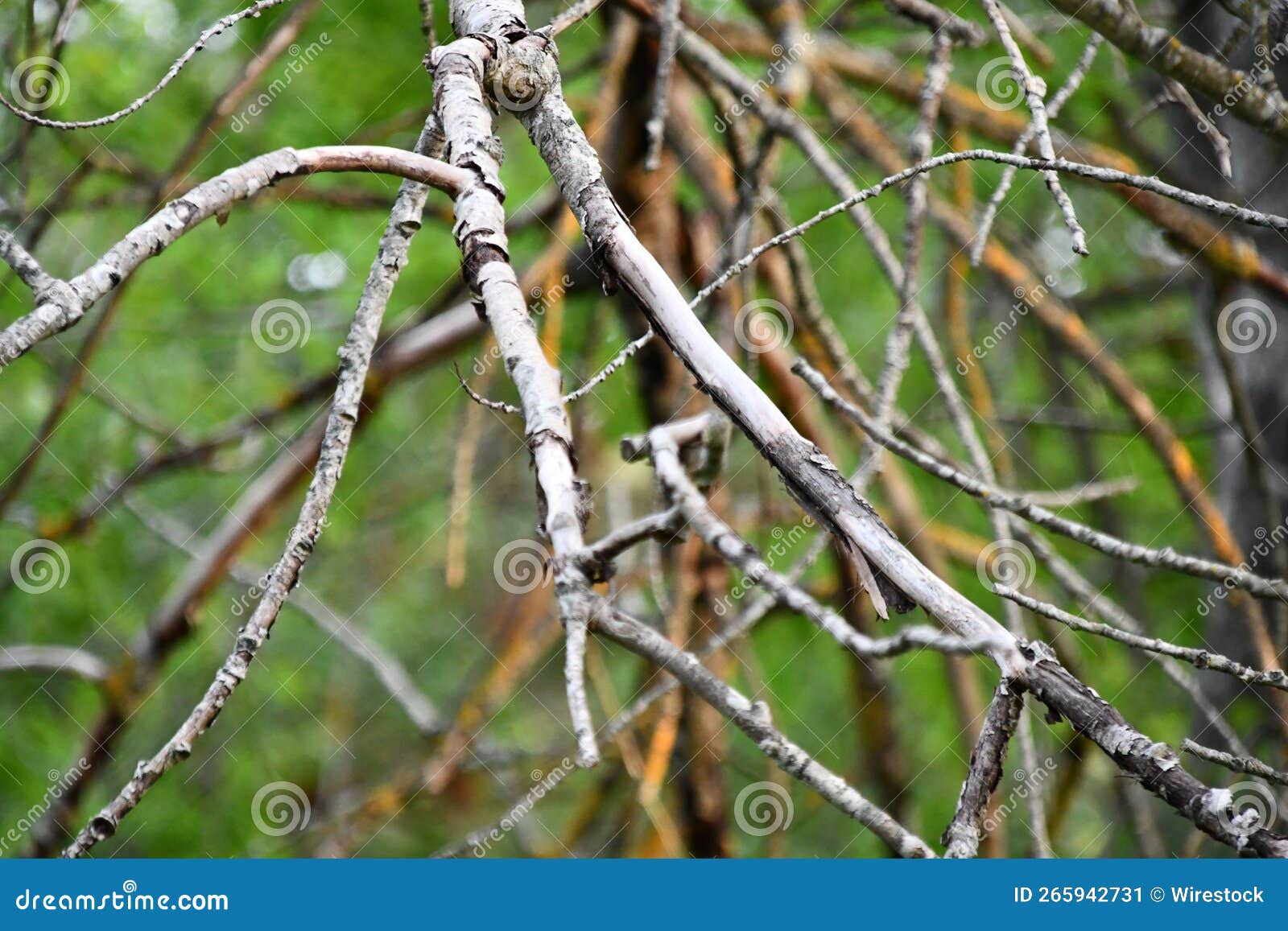 Closeup of tree branches stock image. Image of closeup - 265942731