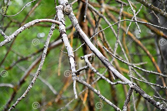 Closeup of tree branches stock image. Image of closeup - 265942731
