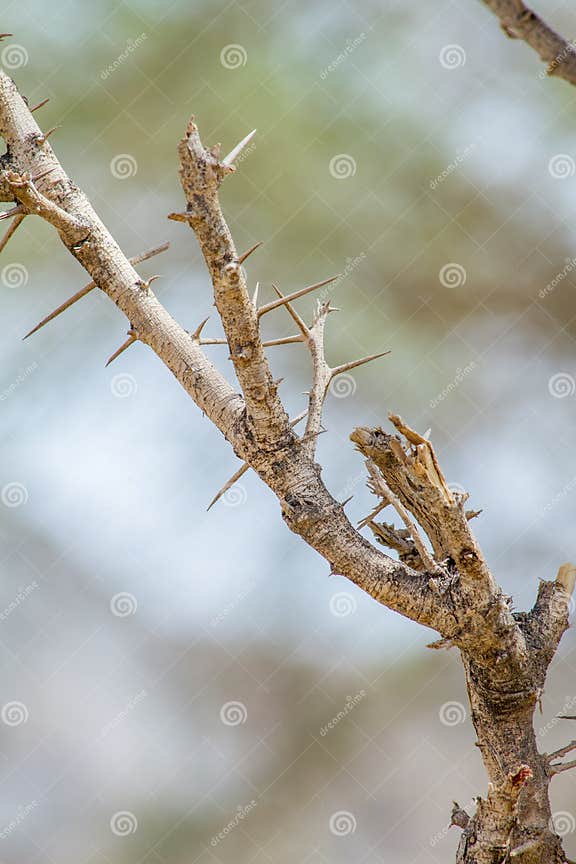 Closeup for tree branches stock image. Image of garden - 121219933