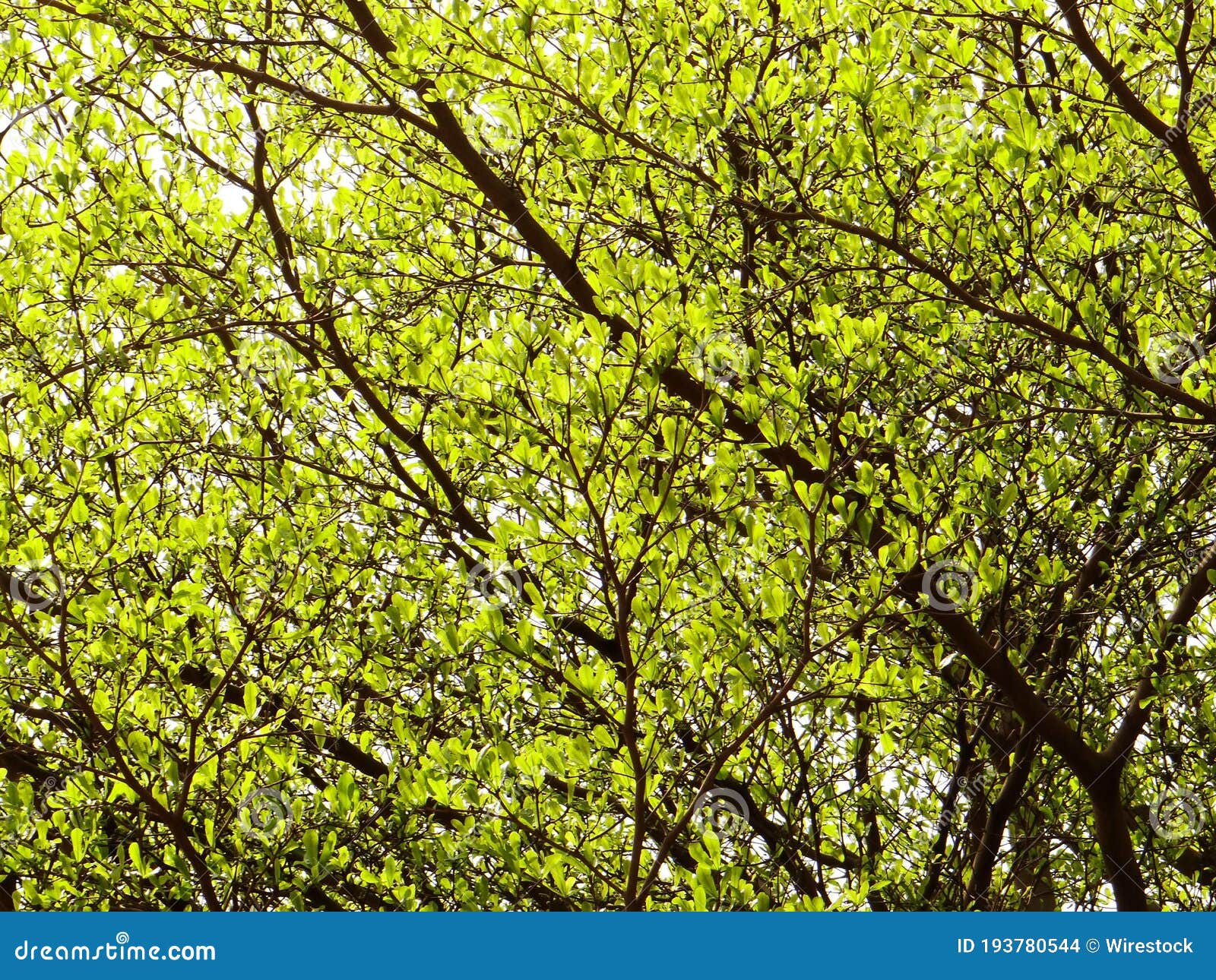 Closeup of Tree Branches with Green Leaves in Summer Stock Photo ...