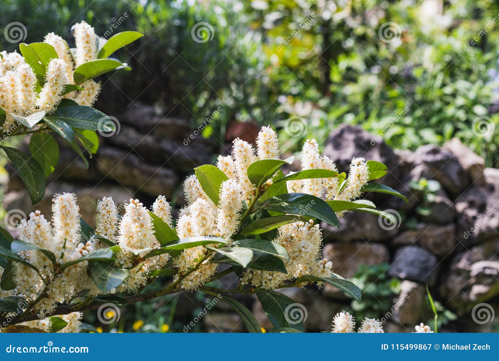 Closeup of a Tree of Cherry Laurel in Bloom Stock Image - Image of ...